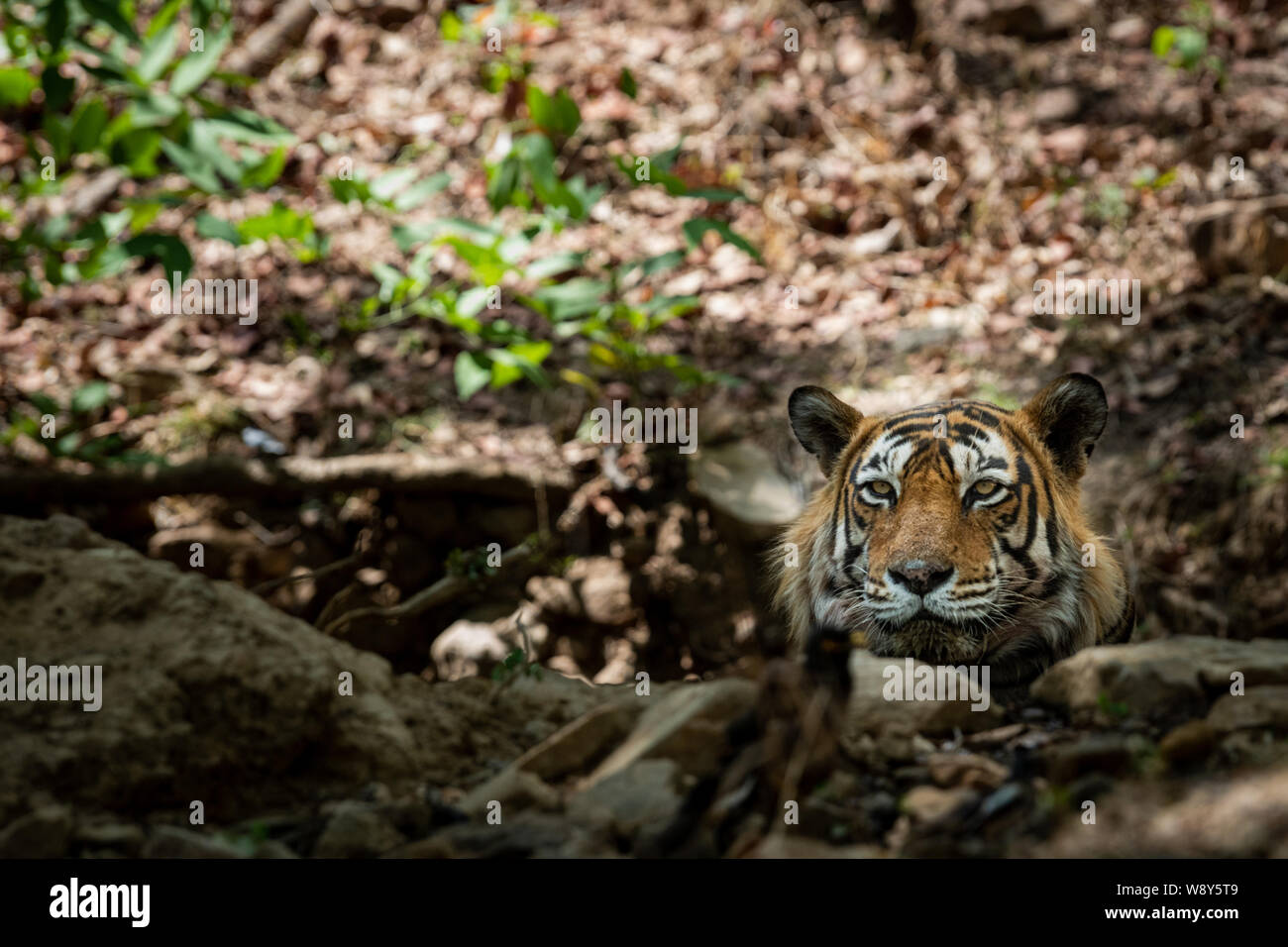 royal bengal wild male tiger portrait with an eye contact.This Adult ...