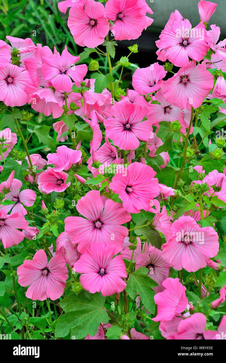 Royal mallow hi-res stock photography and images - Alamy