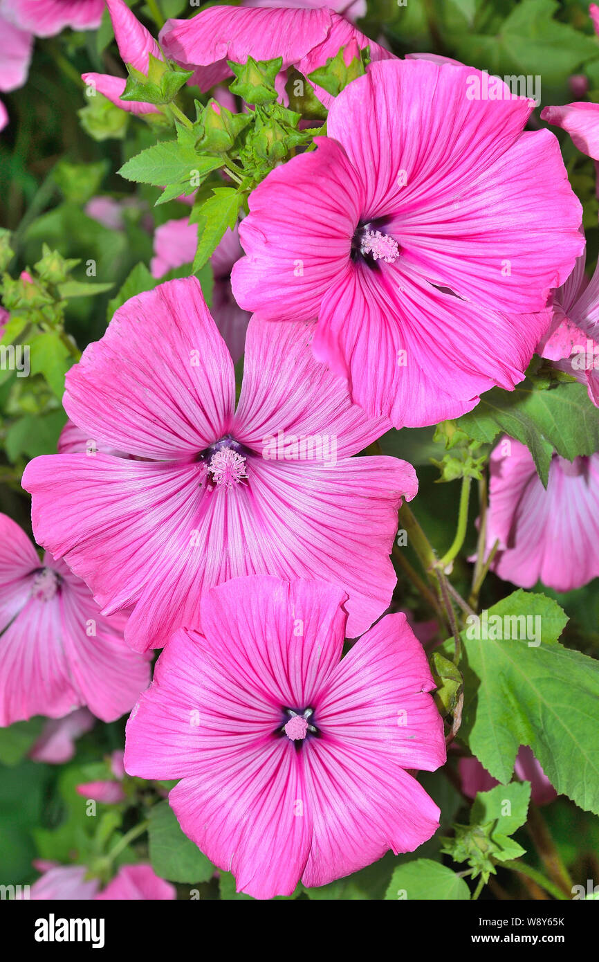 Royal mallow hi-res stock photography and images - Alamy