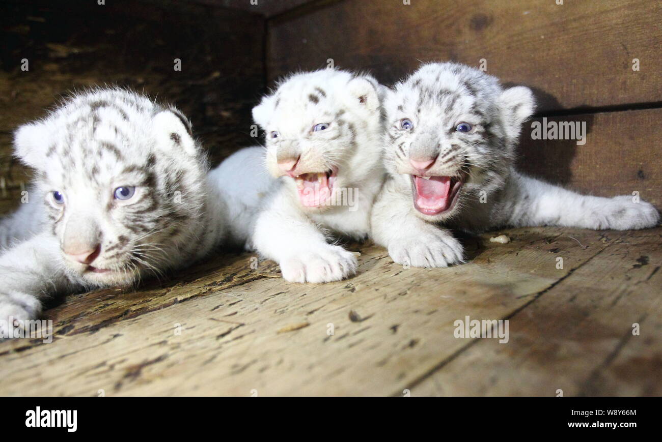 Three newborn white tiger cubs roar at Hangzhou Safari Park in Hangzhou ...
