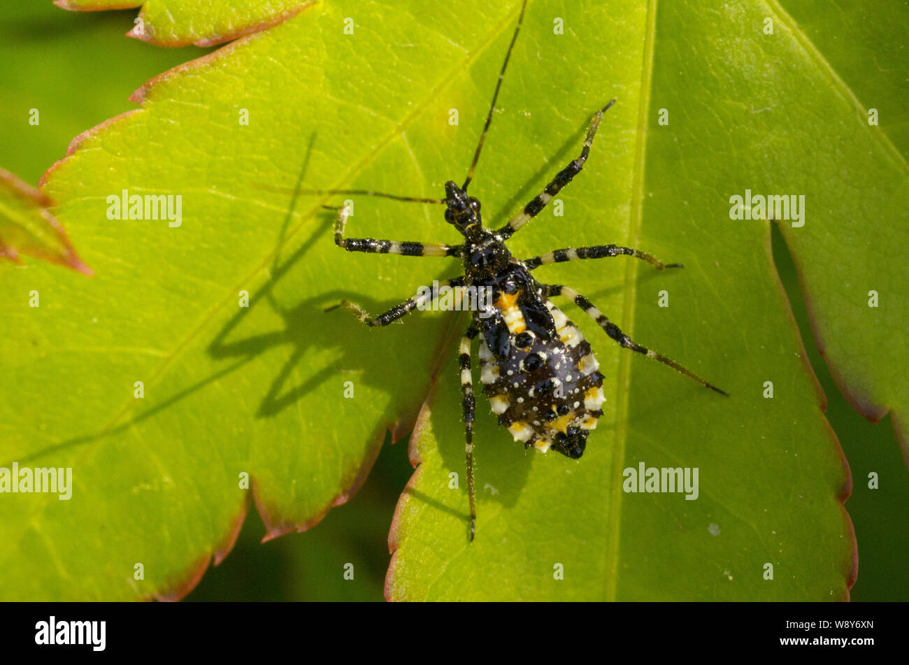 larva of true bug on leaf Stock Photo - Alamy