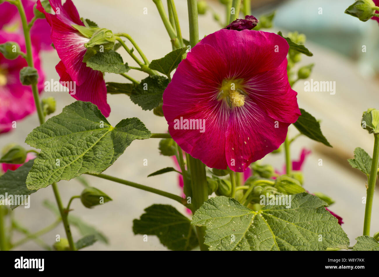 pink holly hock flower Stock Photo - Alamy
