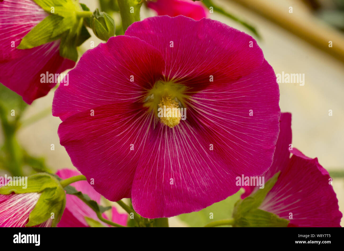 pink holly hock flower Stock Photo - Alamy