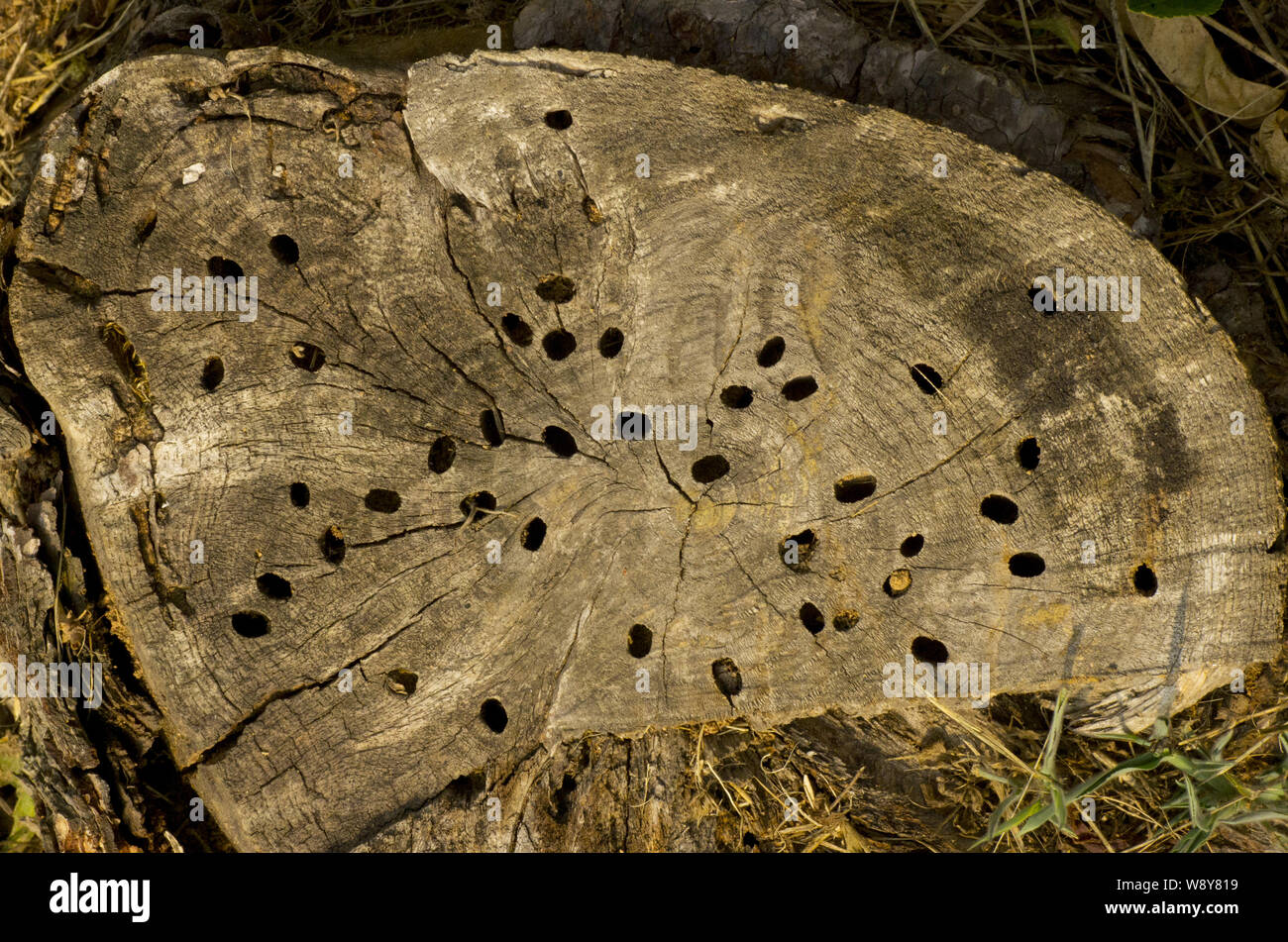 bug holes on the stump Stock Photo - Alamy