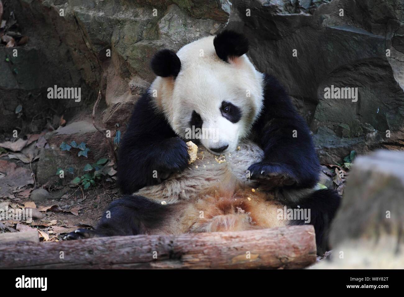 One of the giant panda twins eats a steamed corn bun at the Hangzhou ...