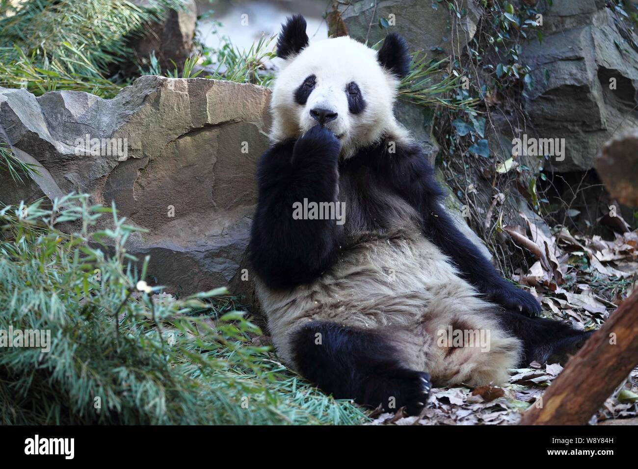 One of the giant panda twins licks its paw after eating a steamed corn ...