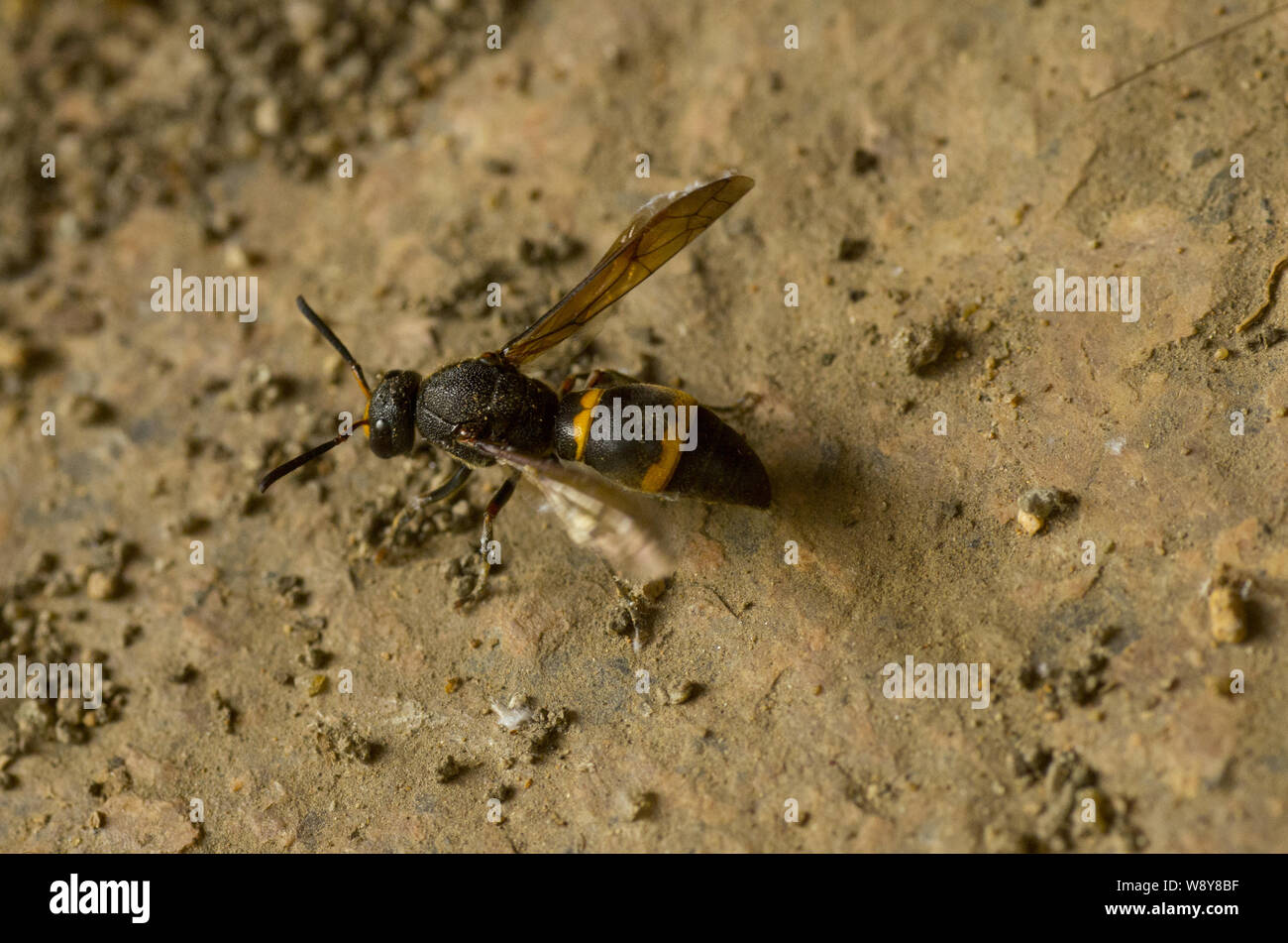 kind of wasp on the ground Stock Photo - Alamy