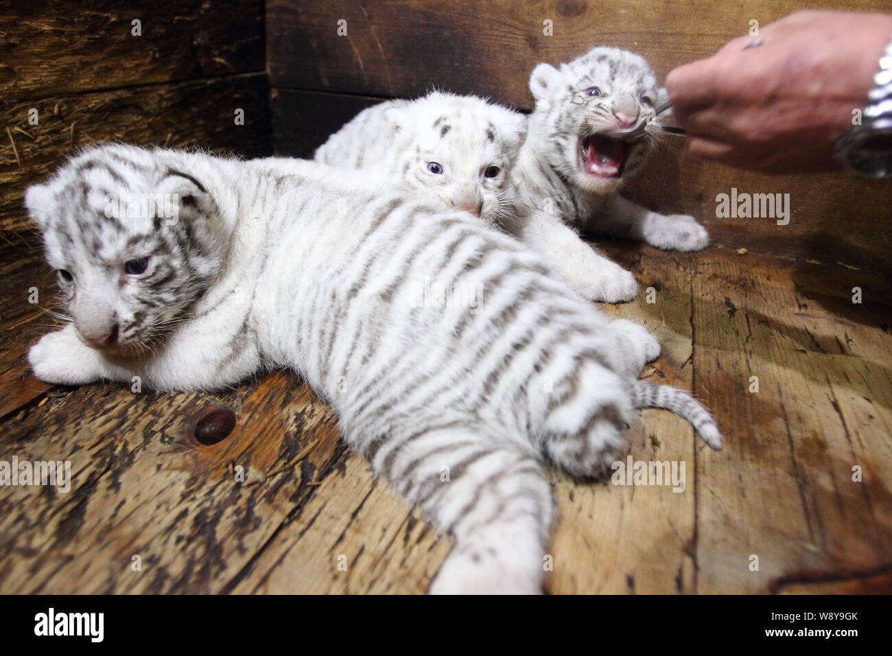 Baby White Tiger Roar
