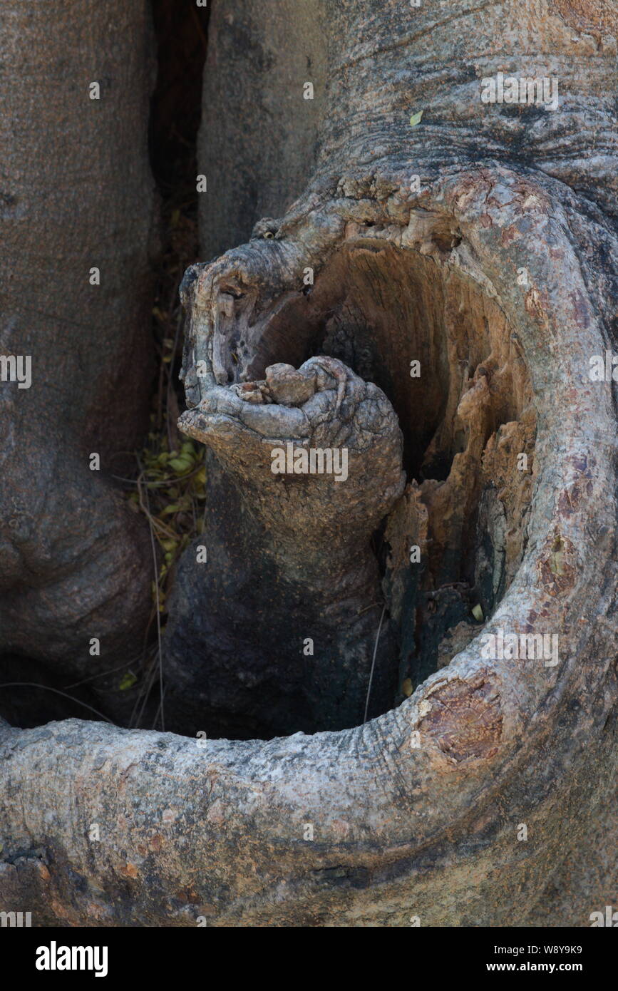 A zoomed in, detailed view of the unique curvature scaring of a ...