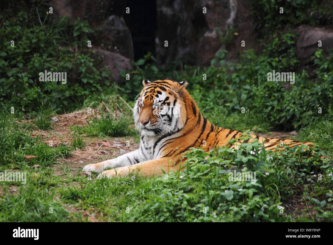 Hangzhou zoo hi-res stock photography and images - Alamy