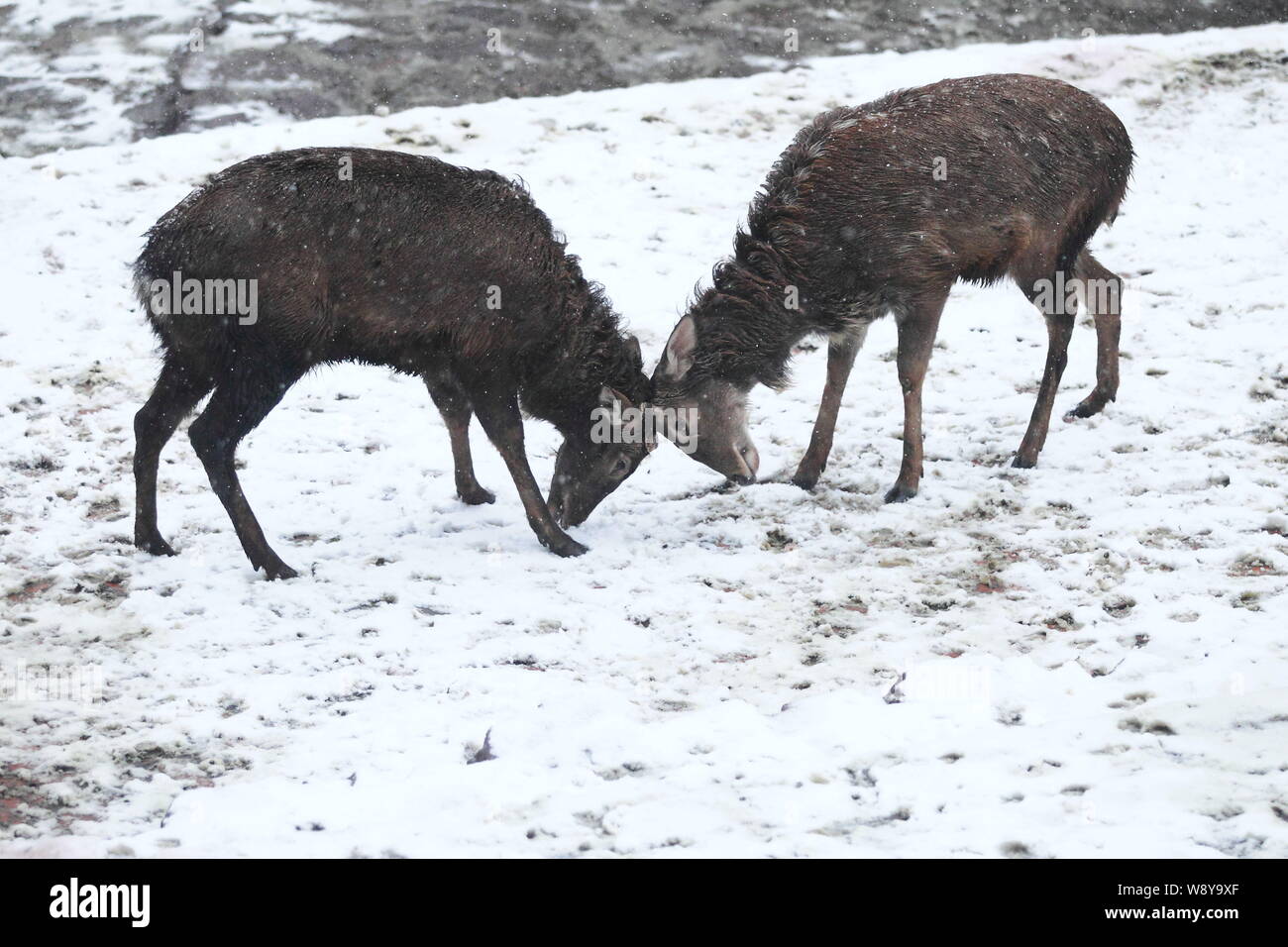 Two deer are seen playing in the snow at the Hangzhou zoo in Hangzhou ...