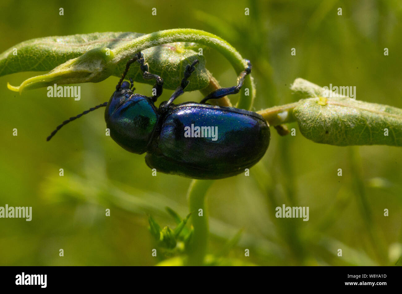blue beetle on the green leaf Stock Photo - Alamy