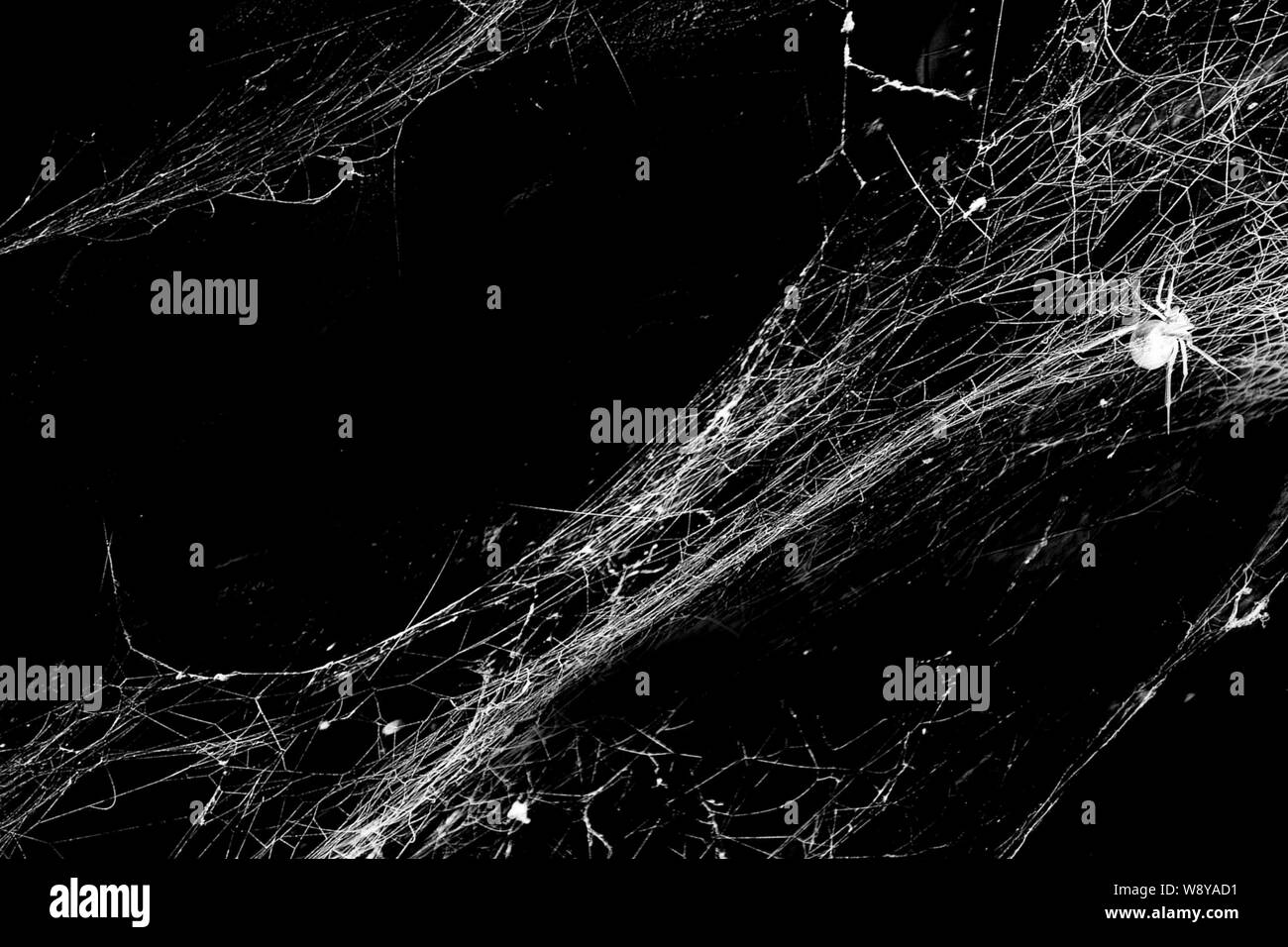 Spiderweb with spiders isolated on black grunge background. Halloween ...