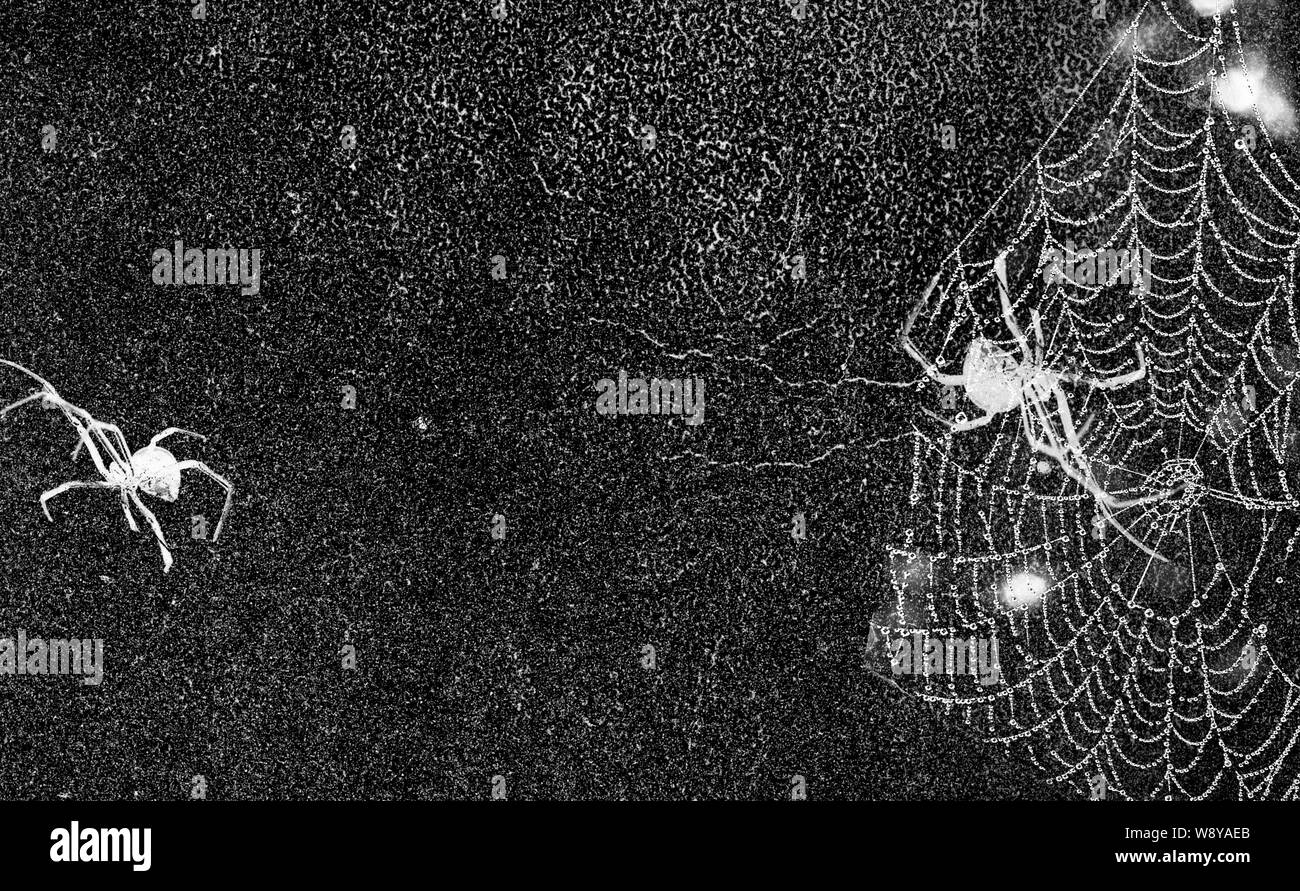 Spiderweb with spiders isolated on black grunge background. Halloween ...