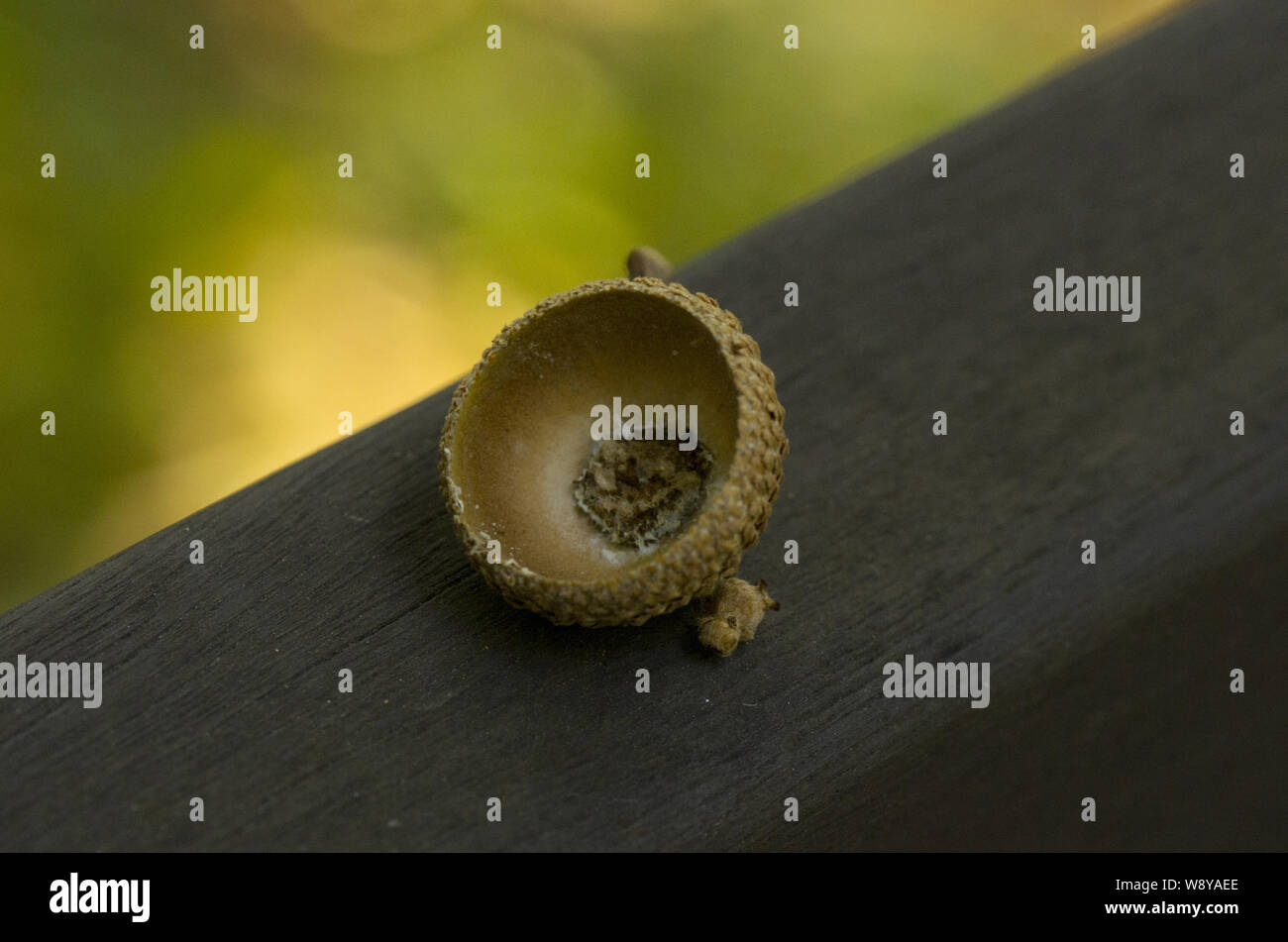 the cup of an acorn Stock Photo - Alamy