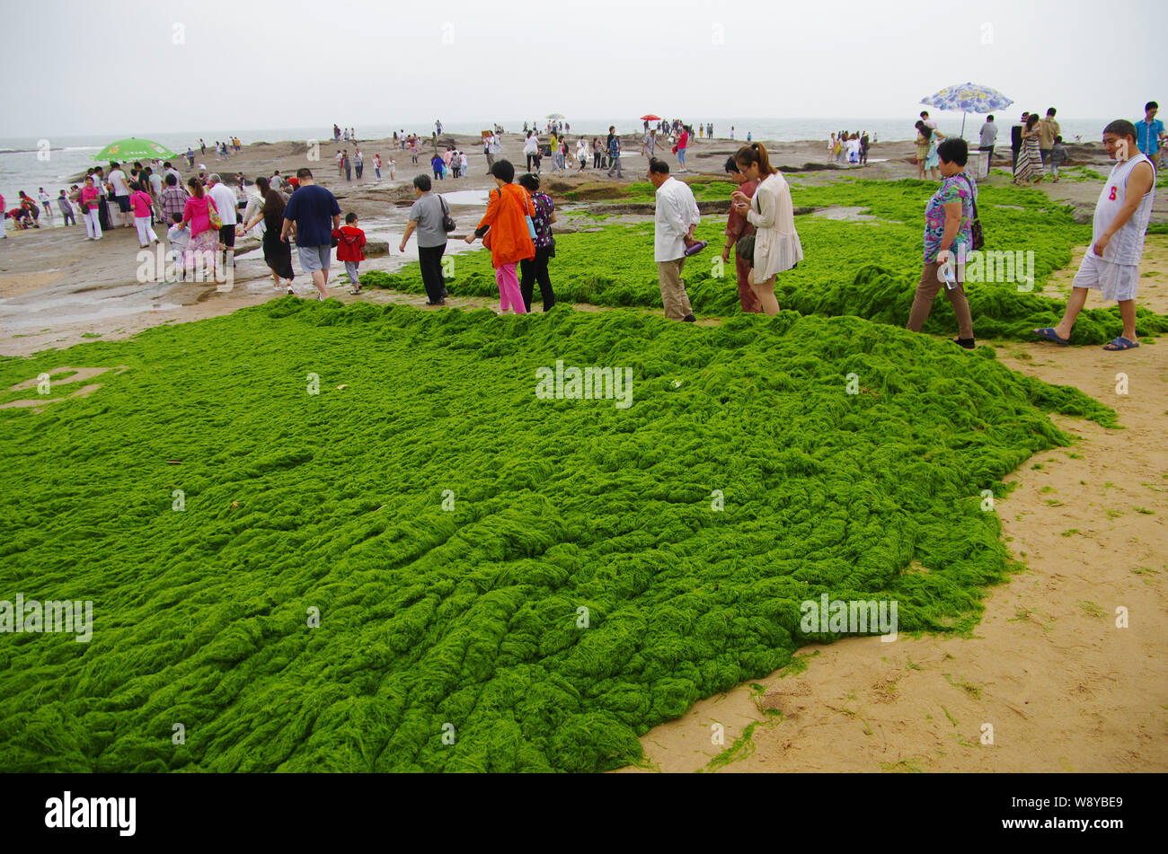 Tourists walk through green algae at a beach in Rizhao city, east ...