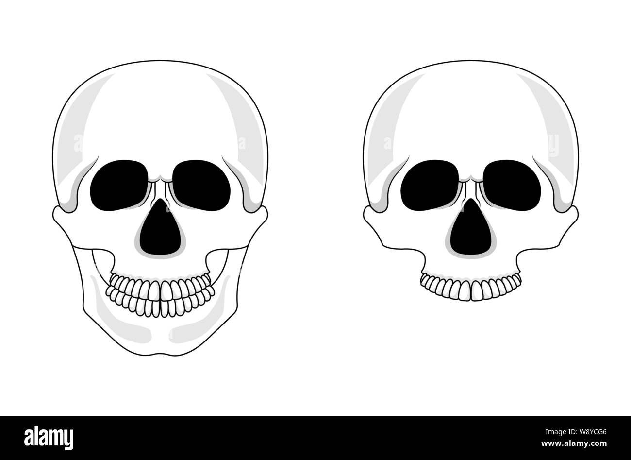 Skull isolated on white background. Cartoon human skull with jaw ...