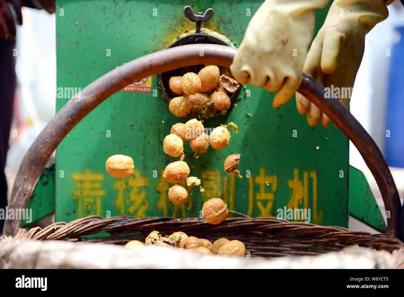 A Chinese worker uses a machine to peel off walnuts during the harvest ...