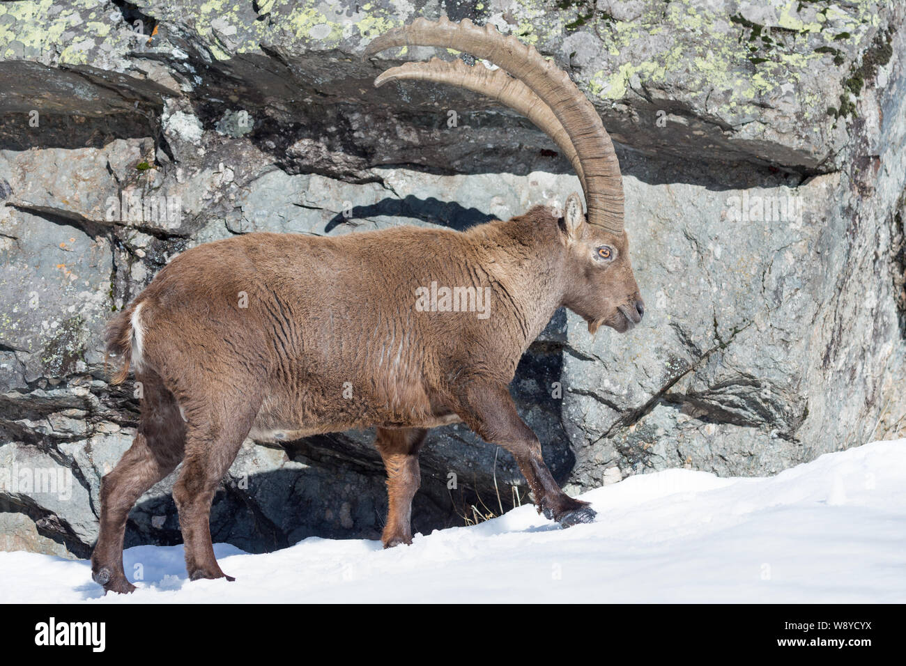 Mighty ibex capra hi-res stock photography and images - Alamy