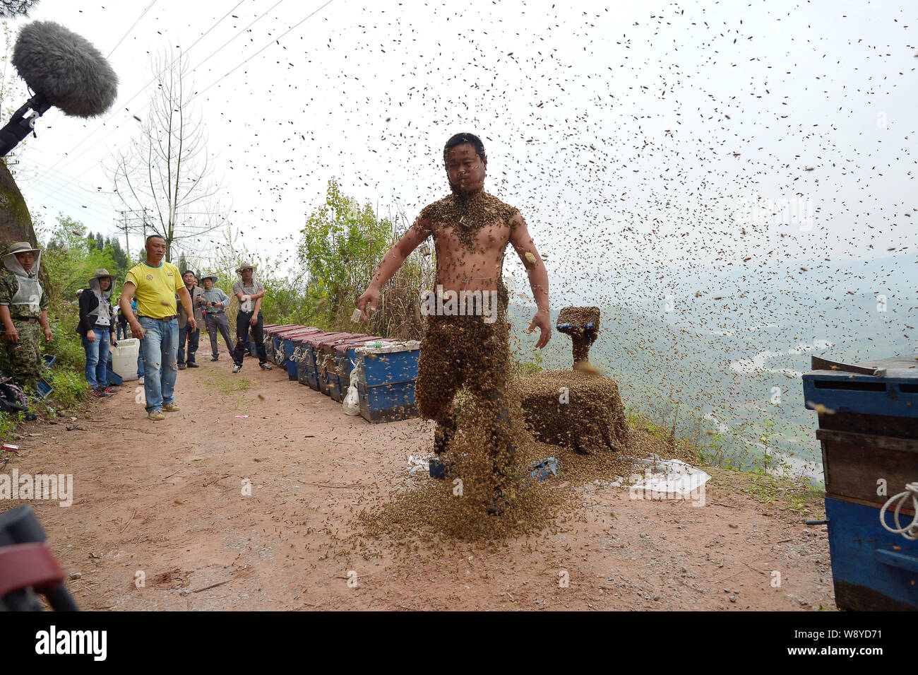 34-year-old Chinese beekeeper She Ping tries to shake off bees from his ...