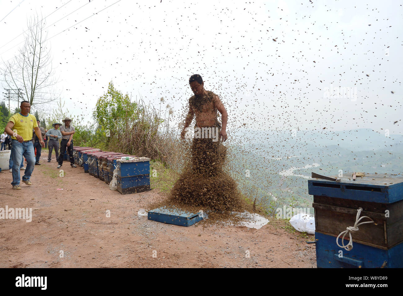 34-year-old Chinese beekeeper She Ping tries to shake off bees from his ...