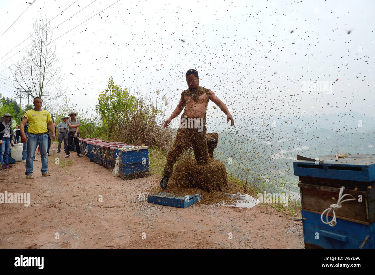34-year-old Chinese beekeeper She Ping tries to shake off bees from his ...