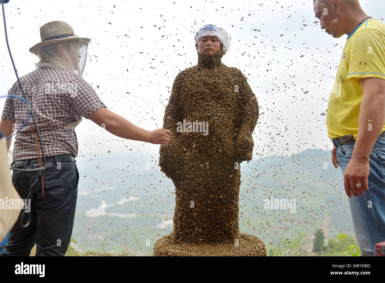 34-year-old Chinese beekeeper She Ping, center, is almost covered with ...