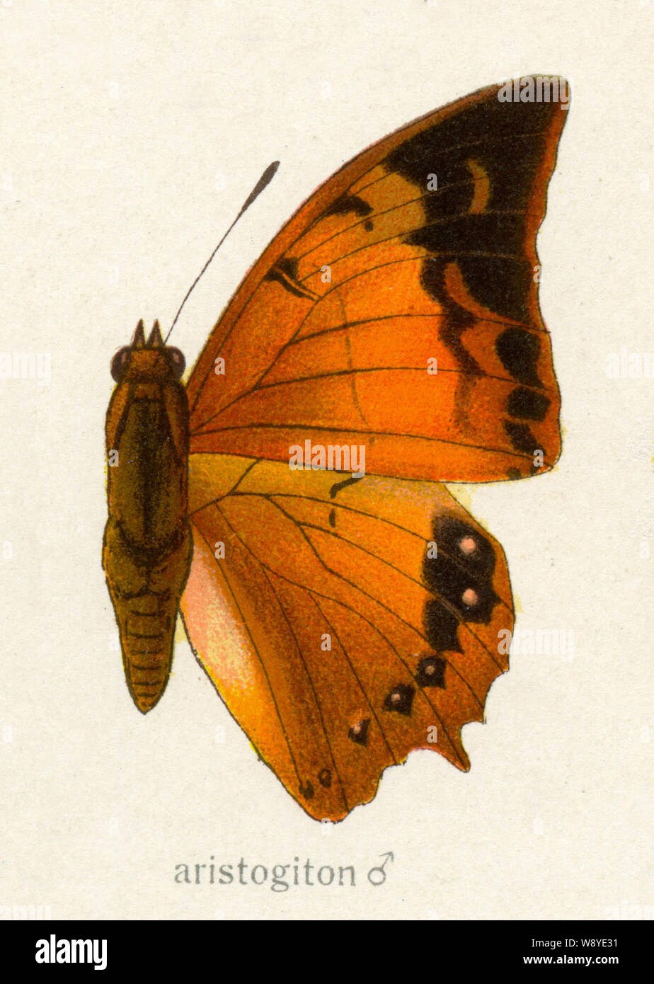 Tawny rajah butterfly hi-res stock photography and images - Alamy