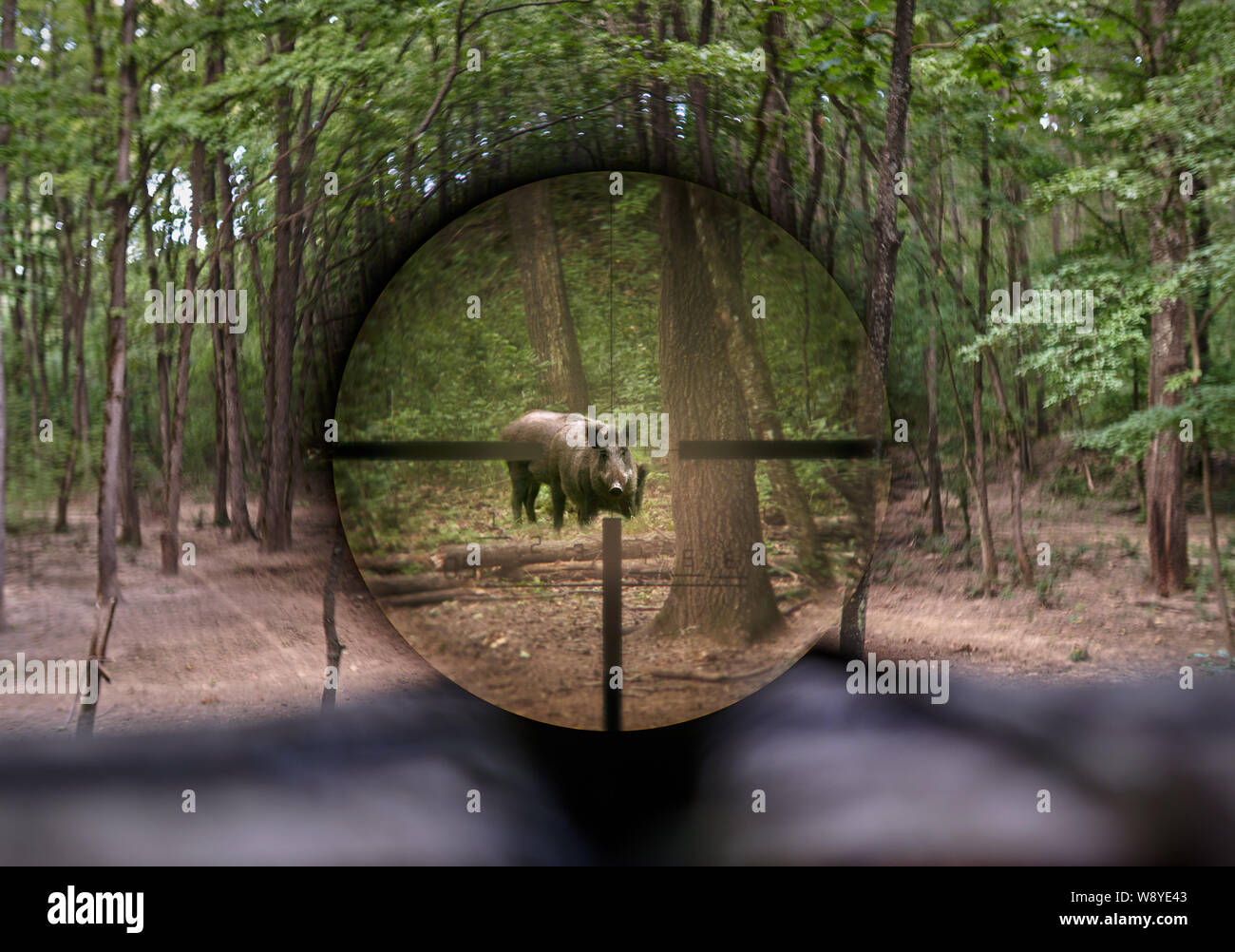 Rifle scope targeting a wild hog in the forest Stock Photo - Alamy