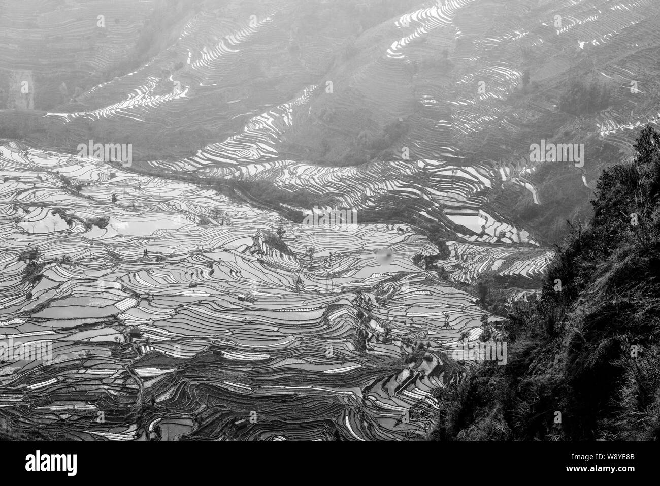 This black and white picture shows the landscape of terraced rice ...
