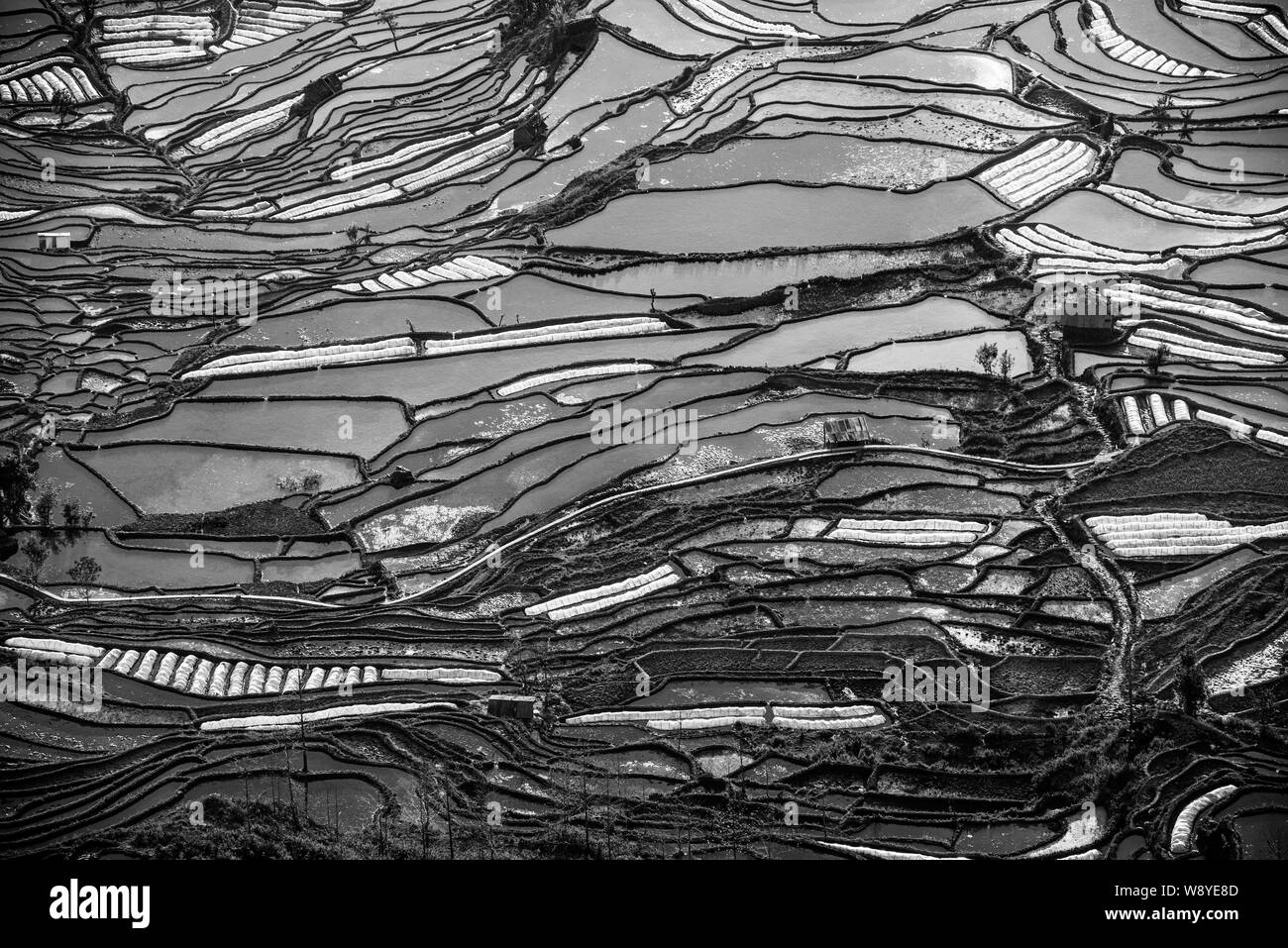 This black and white picture shows the landscape of terraced rice ...
