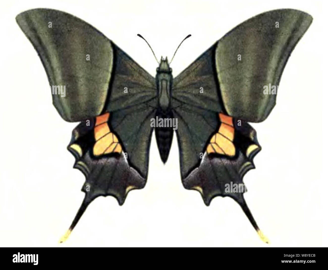 Teinopalpus Imperialis High Resolution Stock Photography and Images - Alamy