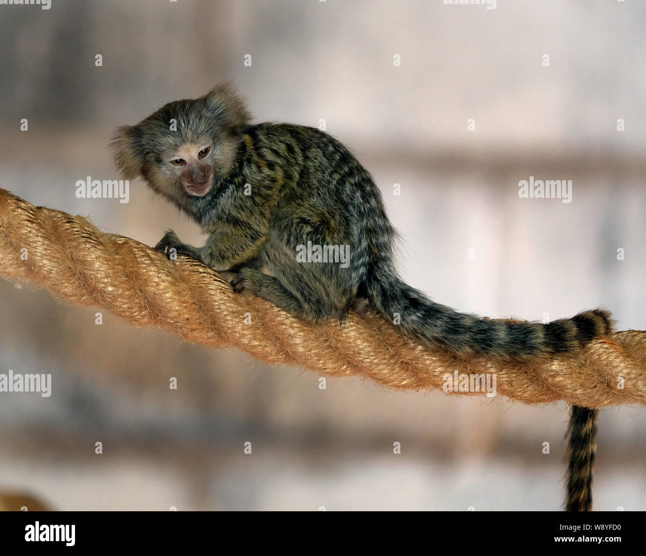 The marmosets, also known as zaris, are twenty-two New World monkey ...