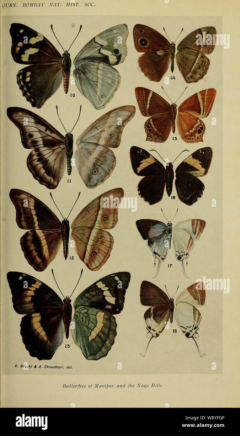 Calinaga aborica, the dark freak or Abor freak, is a species of ...