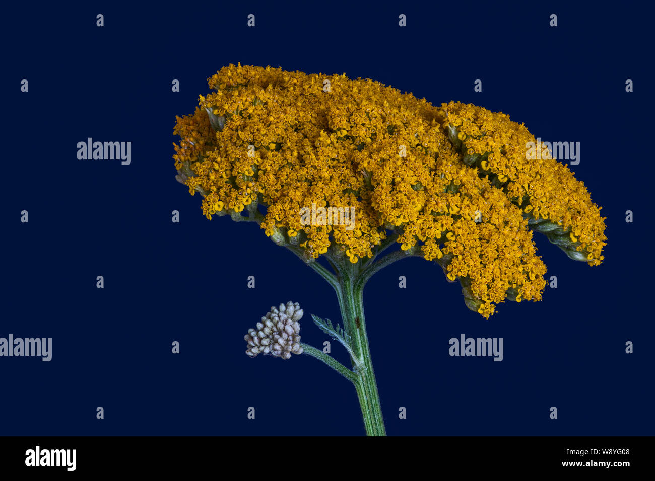 isolated blooming yellow yarrow / milfoil blossom,buds and stem macro ...