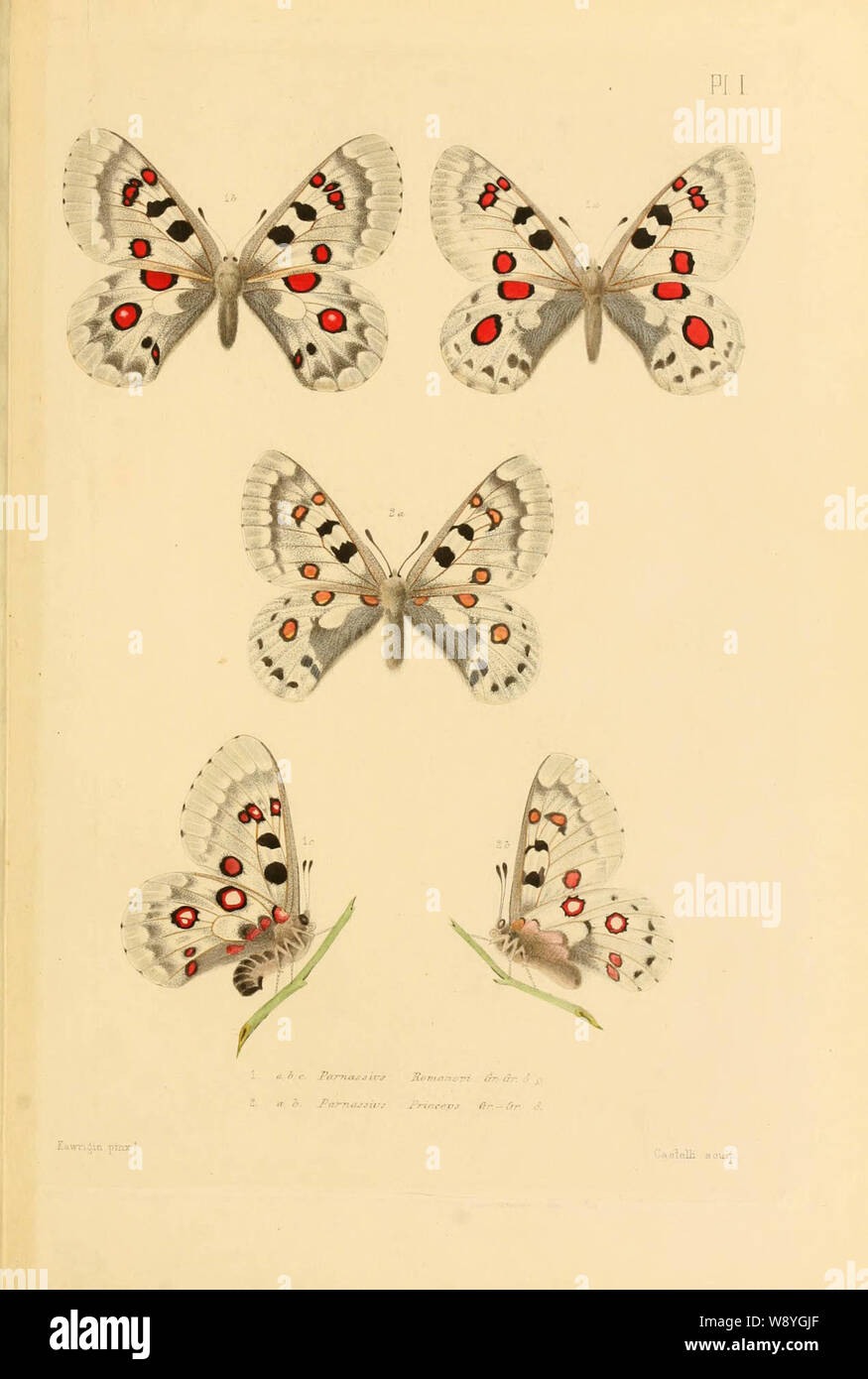 Parnassius hi-res stock photography and images - Alamy