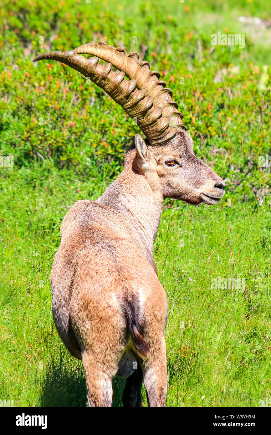 Chamonix ibex animal goat hi-res stock photography and images - Alamy