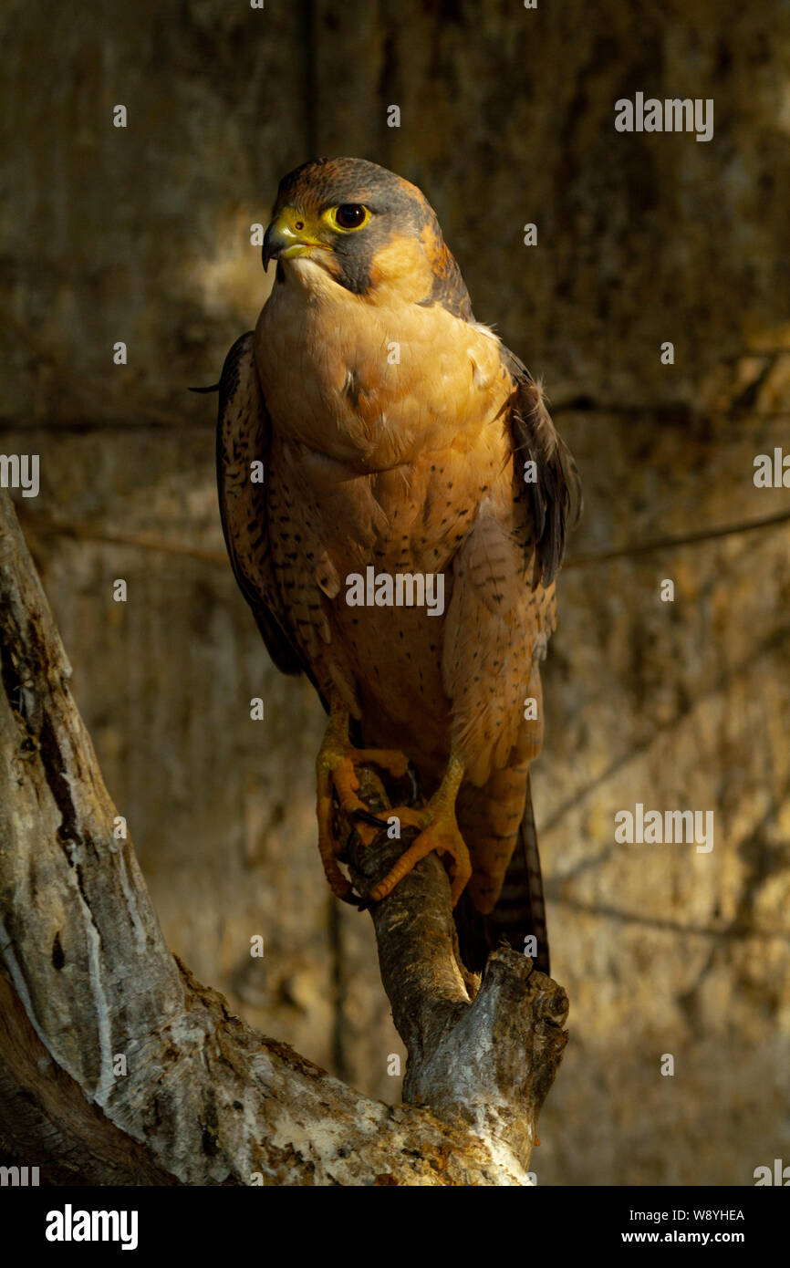 Barbary falcon (Falco peregrinus pelegrinoides Stock Photo - Alamy