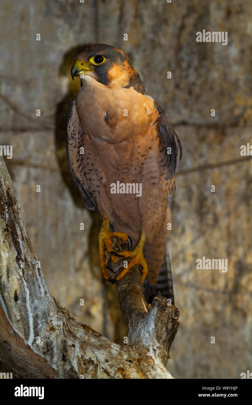 Barbary falcon (Falco peregrinus pelegrinoides Stock Photo - Alamy