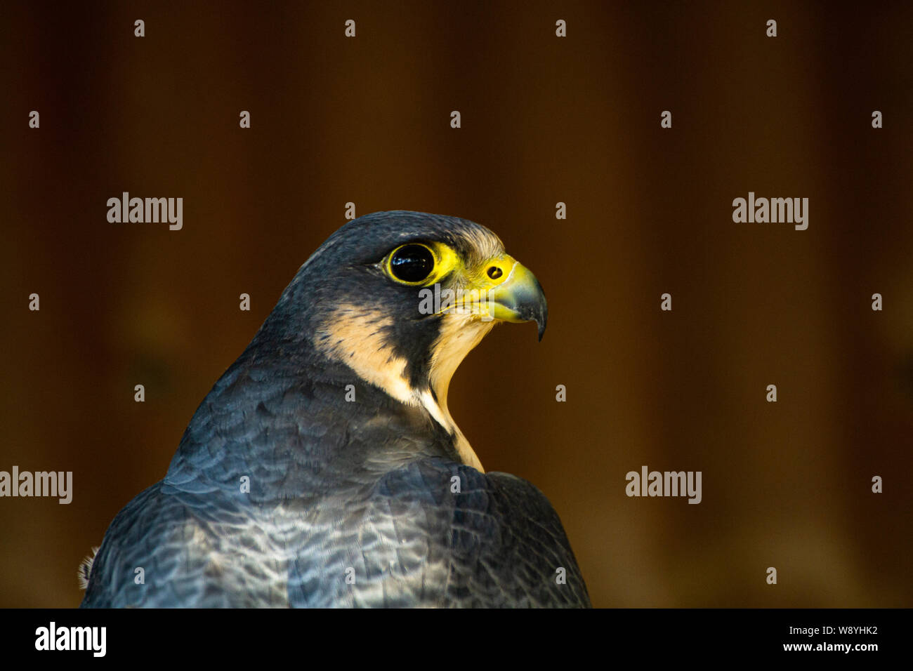 Barbary falcon (Falco peregrinus pelegrinoides Stock Photo - Alamy