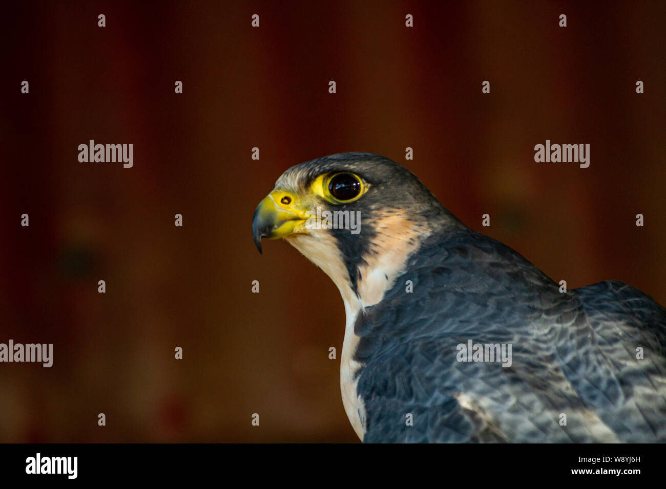 Barbary falcon (Falco peregrinus pelegrinoides Stock Photo - Alamy