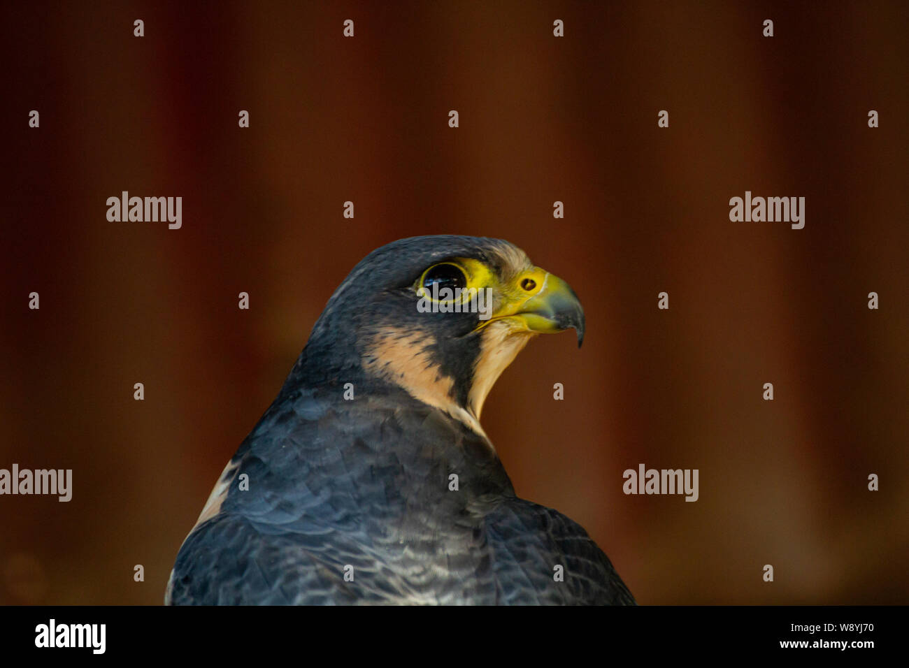 Barbary falcon (Falco peregrinus pelegrinoides Stock Photo - Alamy