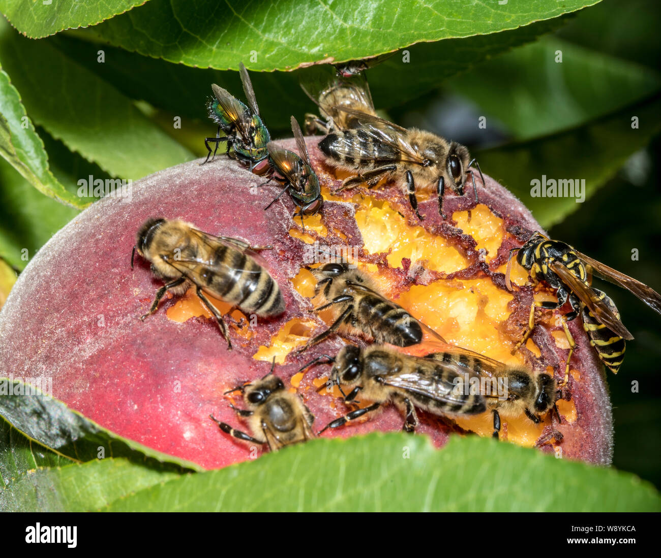Bees and wasps sit on a ripened ripe peach on a tree Stock Photo - Alamy