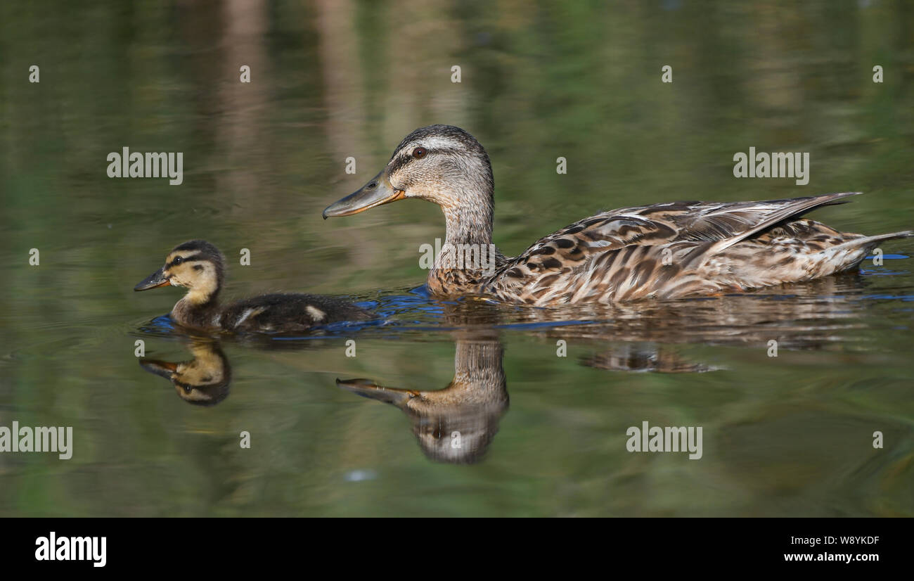 Anade real hi-res stock photography and images - Alamy