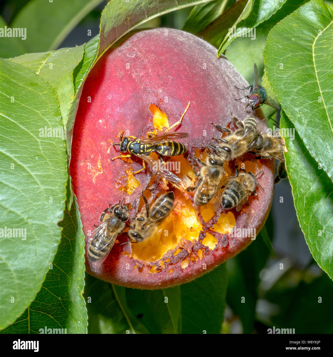 Peach on the tree hi-res stock photography and images - Alamy