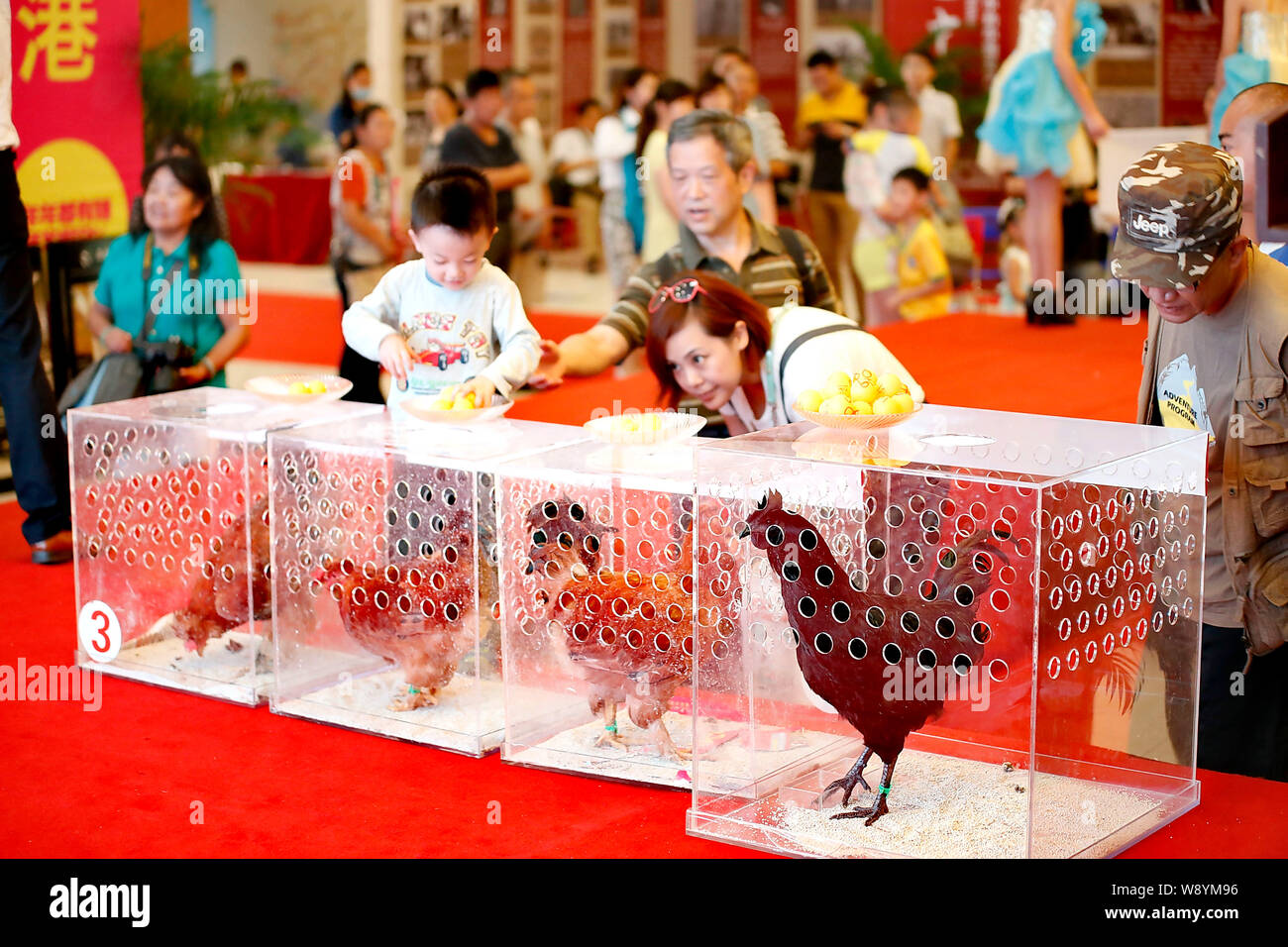 Visitors look at the chickens on display at the chicken beauty contest ...