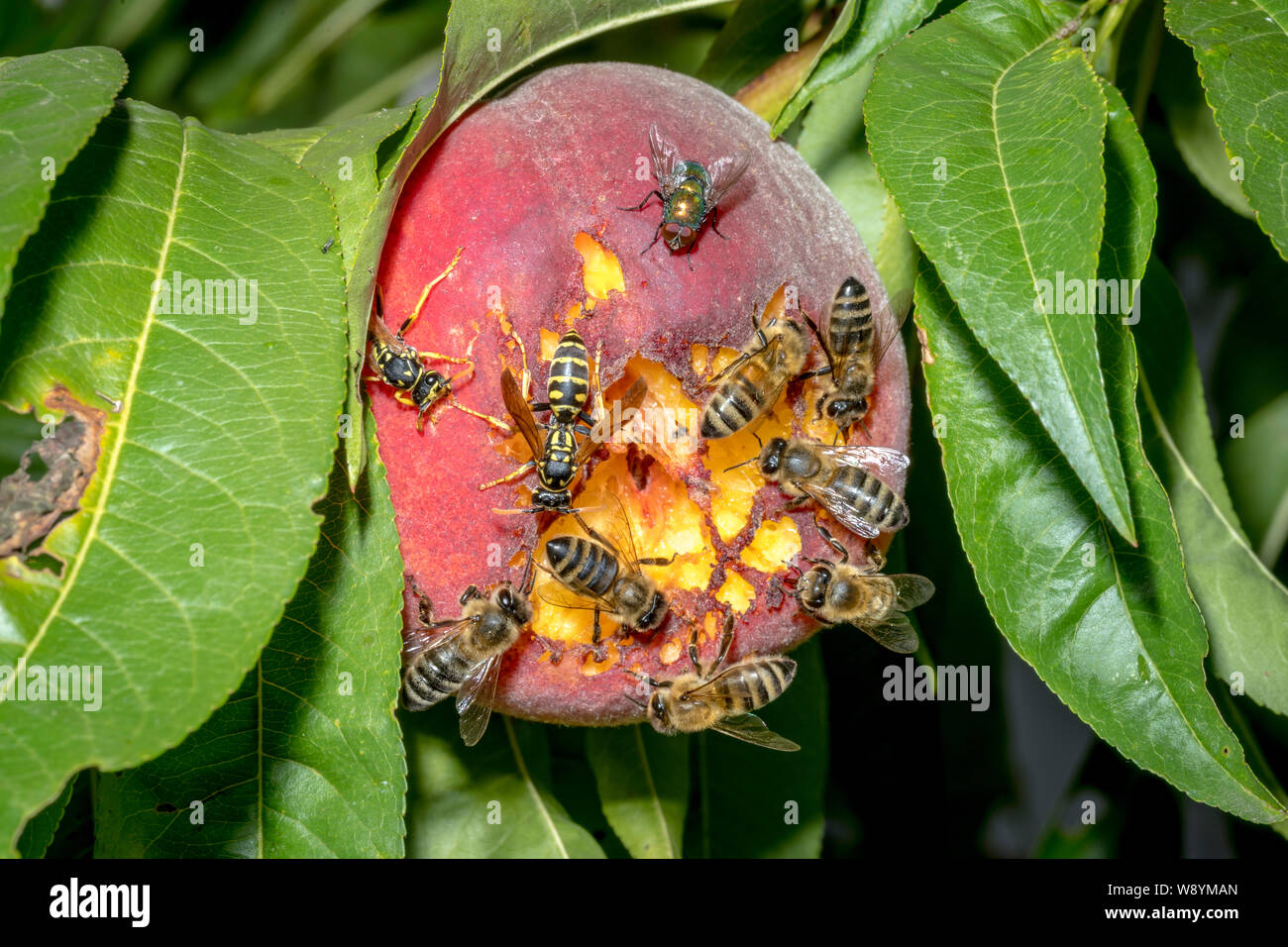 Ripened peach hi-res stock photography and images - Alamy
