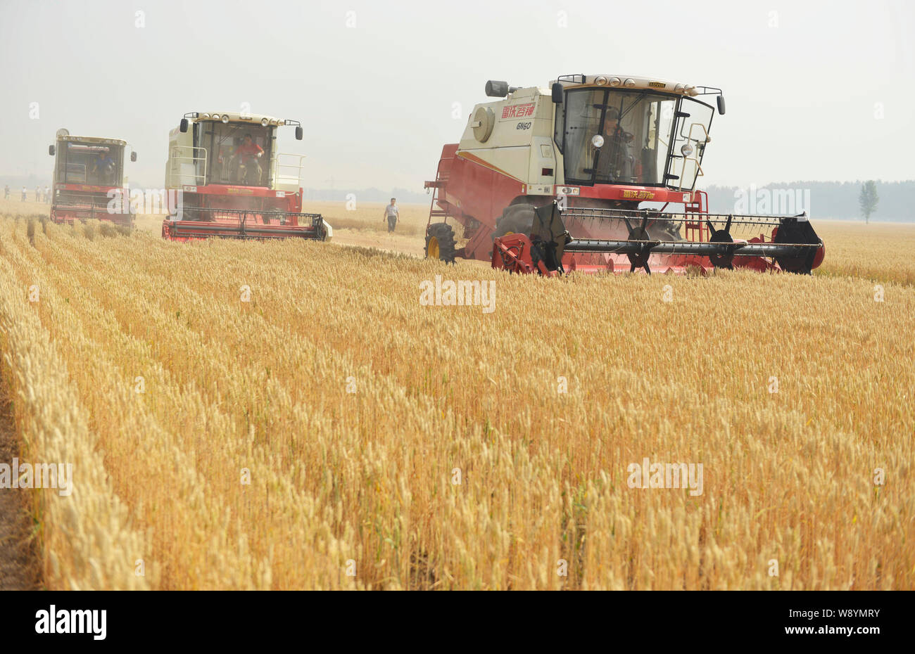 --FILE--Chinese farmers drive reaping machines to harvest wheat in a ...