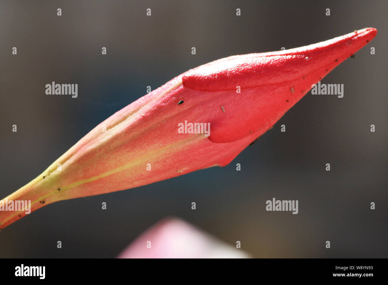 Blaue winde hi-res stock photography and images - Alamy