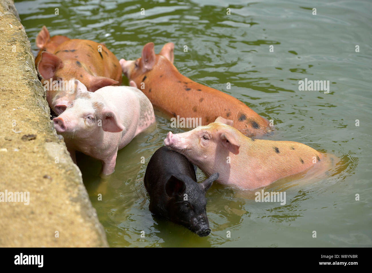 Pig jumping hi-res stock photography and images - Alamy